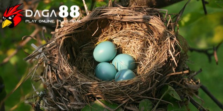 Tất tần tật về chim pitohui: đặc điểm, lối sống và chế độ ăn